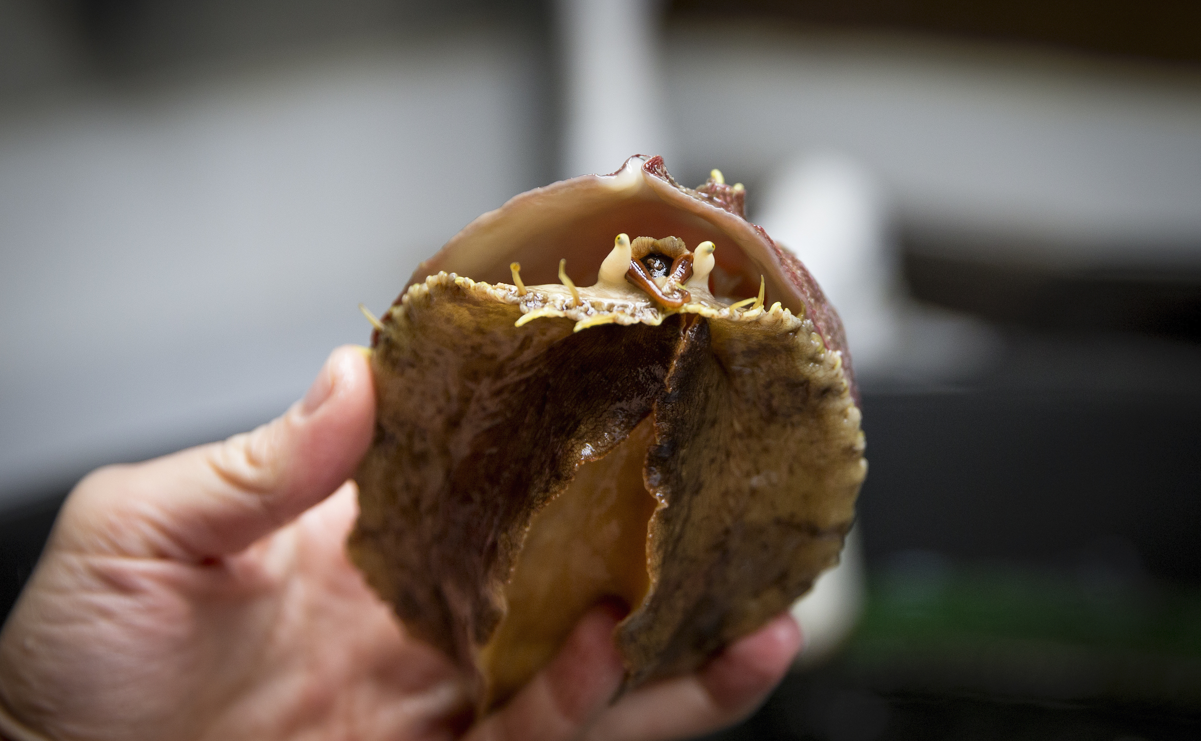 All West Coast Abalones at Risk of Extinction on the IUCN Red List | UC ...