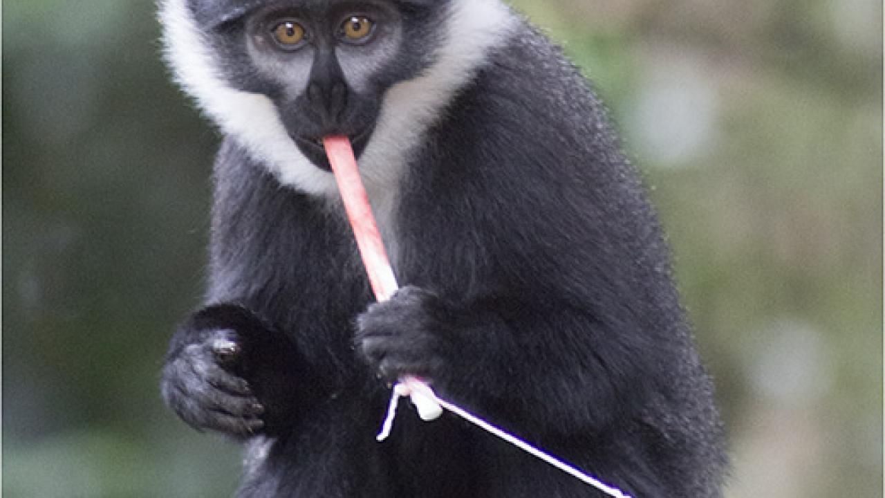 Rope-chewing technique an easy way to screen monkeys for disease | UC Davis